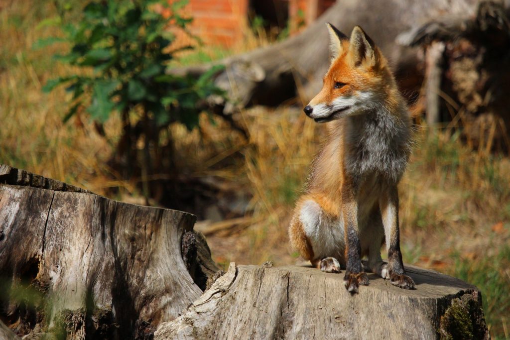 Development for Conservation | red-fox-5701191_1920