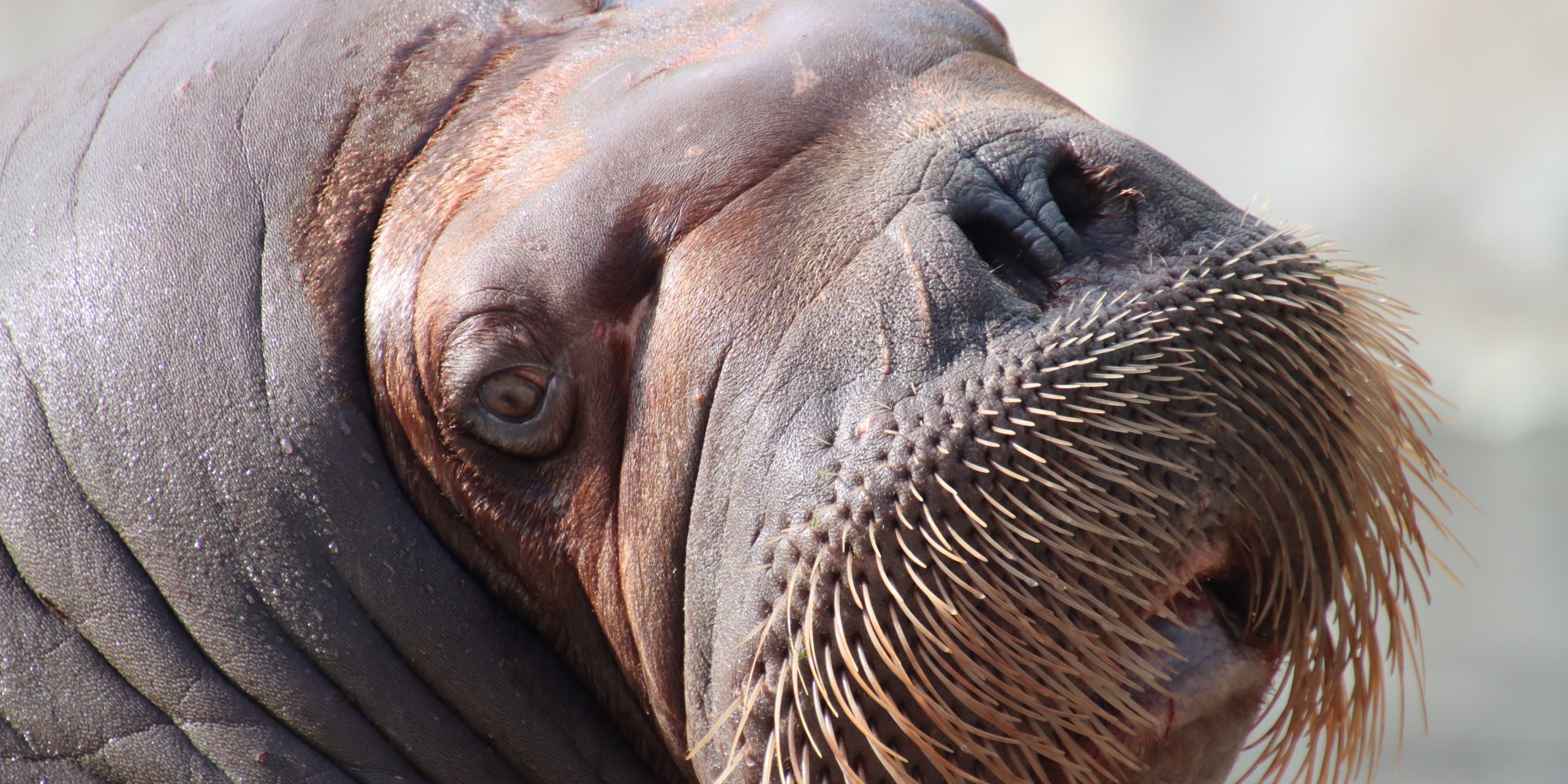 Development for Conservation | Can We Talk About AI?